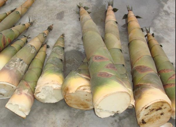 笋有多少种_常见竹笋品种大全-第3张图片-山城妙识