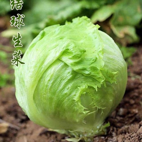 圆生菜是包菜吗_圆生菜和包菜的区别-第1张图片-山城妙识