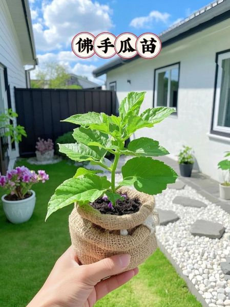 佛手瓜苗怎么煮好吃_佛手瓜苗做法大全-第1张图片-山城妙识