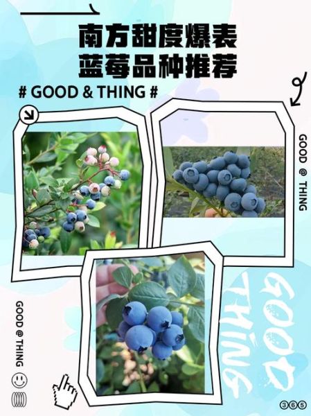 蓝莓哪个品种最甜_甜度排行榜-第1张图片-山城妙识