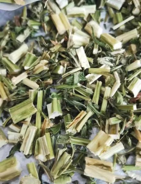 新鲜益母草图片_如何辨别真假-第1张图片-山城妙识 新鲜益母草图片_如何辨别真假-第1张图片-山城妙识