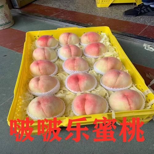 无锡水蜜桃品种有哪些_阳山水蜜桃和湖景桃区别-第2张图片-山城妙识 无锡水蜜桃品种有哪些_阳山水蜜桃和湖景桃区别-第2张图片-山城妙识