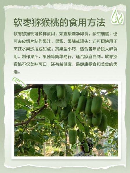 软枣猕猴桃功效_软枣猕猴桃怎么吃-第1张图片-山城妙识