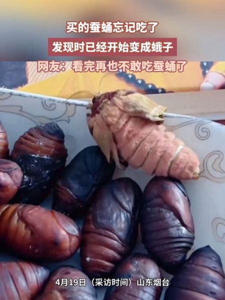 蚕蛹怎么变成蛾子_蚕蛹变蛾子要多久-第3张图片-山城妙识
