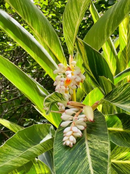 豆蔻梢头二月初是什么意思_豆蔻梢头二月初出处-第1张图片-山城妙识