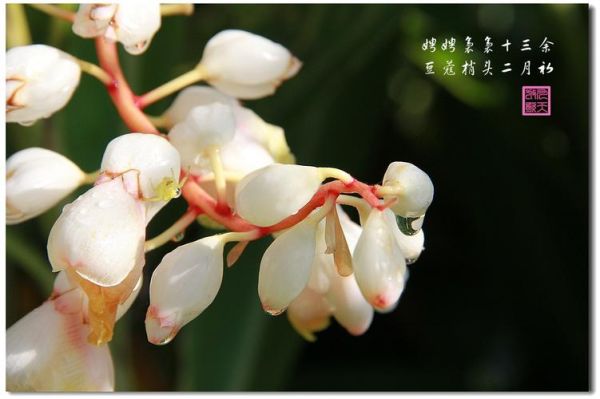 豆蔻梢头二月初是什么意思_豆蔻梢头二月初出处-第3张图片-山城妙识