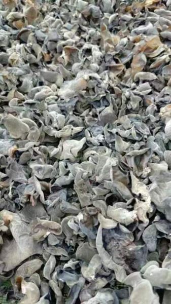 地木耳多少钱一斤_新鲜地木耳价格行情-第3张图片-山城妙识