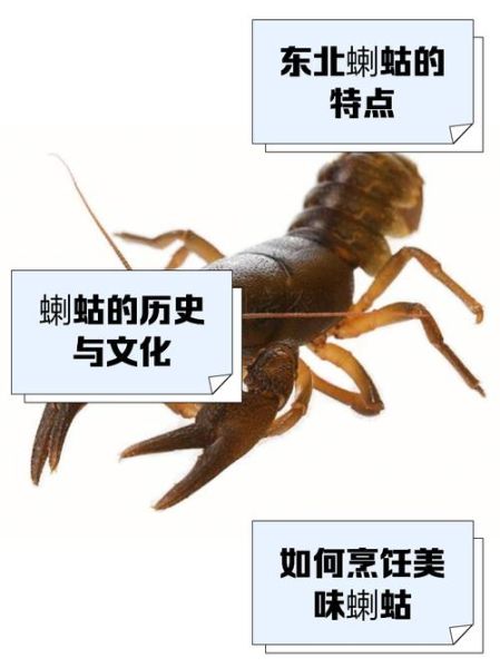 蝲蛄是什么_蝲蛄和小龙虾的区别-第2张图片-山城妙识 蝲蛄是什么_蝲蛄和小龙虾的区别-第2张图片-山城妙识