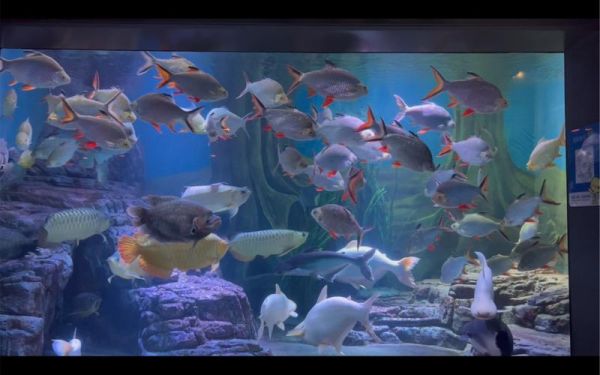 鱼图片高清_如何拍出细节清晰的水族大片-第1张图片-山城妙识