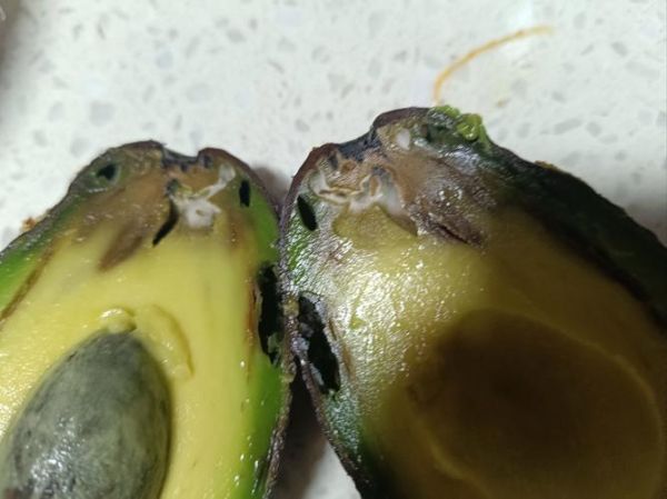 牛油果过敏人群有哪些_牛油果禁忌人群-第1张图片-山城妙识