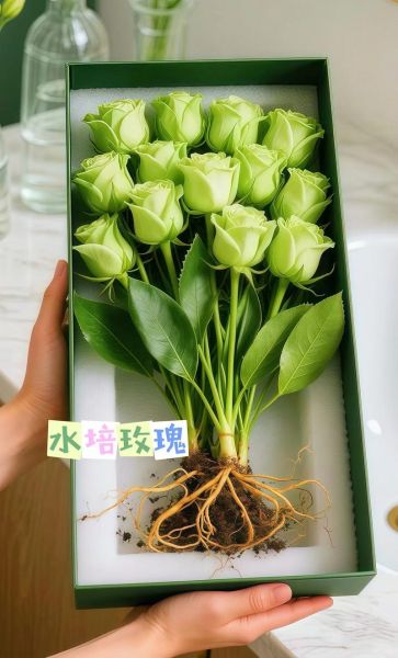 玫瑰花怎么养活_玫瑰花多久浇一次水-第2张图片-山城妙识