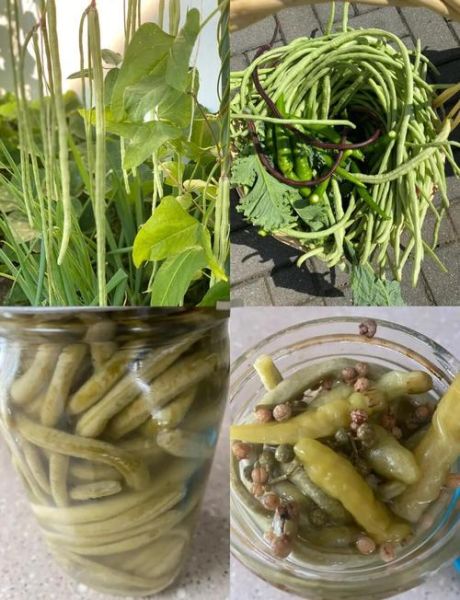 腌豇豆怎么做才脆_腌豇豆不放盐可以吗-第2张图片-山城妙识