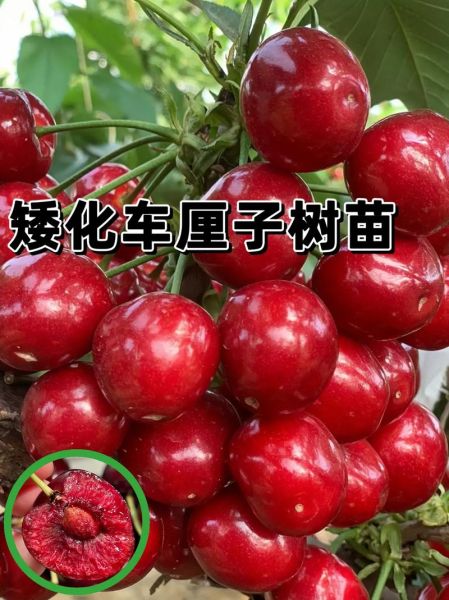 车厘子种苗几年挂果_车厘子树苗多久结果-第1张图片-山城妙识
