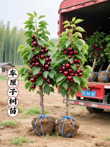 车厘子种苗几年挂果_车厘子树苗多久结果-第2张图片-山城妙识