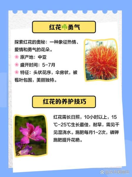 红花的功效与作用是什么_红花泡水喝有什么好处-第2张图片-山城妙识
