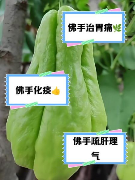 佛手瓜生吃有什么好处_生吃佛手瓜的功效与作用-第3张图片-山城妙识 佛手瓜生吃有什么好处_生吃佛手瓜的功效与作用-第3张图片-山城妙识