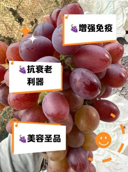 玫瑰香葡萄的功效与作用_玫瑰香葡萄适合什么人吃-第1张图片-山城妙识