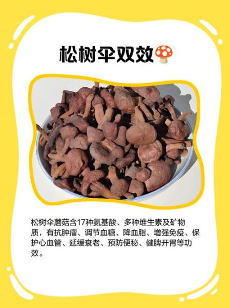 松树蘑菇图片大全_如何分辨可食用品种-第2张图片-山城妙识