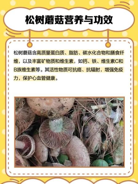 松树蘑菇图片大全_如何分辨可食用品种-第1张图片-山城妙识