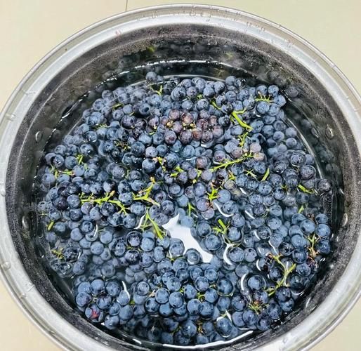 自酿山葡萄酒的制作方法_如何去除苦涩味-第2张图片-山城妙识