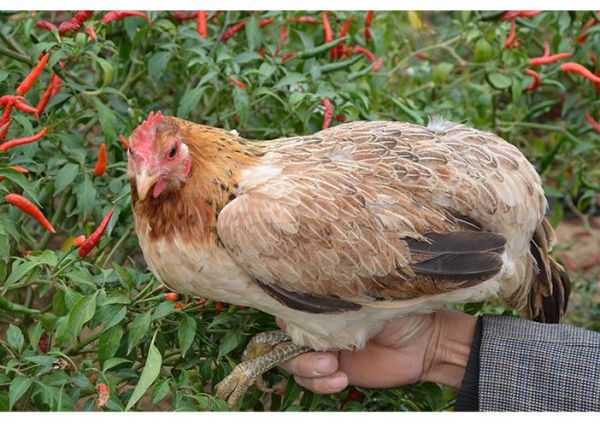 柴鸡养殖视频_柴鸡养殖技术要点-第1张图片-山城妙识 柴鸡养殖视频_柴鸡养殖技术要点-第1张图片-山城妙识