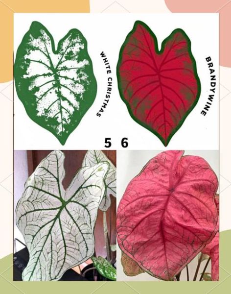 芋叶图片大全集_芋叶高清图鉴-第1张图片-山城妙识