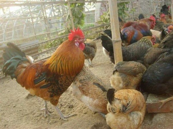 柴鸡养殖视频_柴鸡养殖技术要点-第3张图片-山城妙识 柴鸡养殖视频_柴鸡养殖技术要点-第3张图片-山城妙识