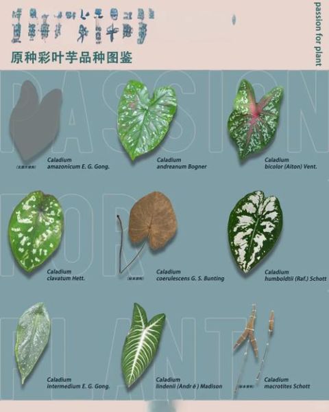 芋叶图片大全集_芋叶高清图鉴-第3张图片-山城妙识