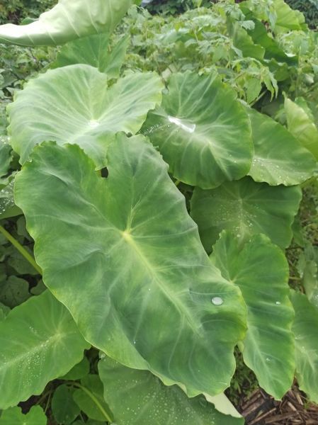 芋叶图片大全集_芋叶高清图鉴-第2张图片-山城妙识