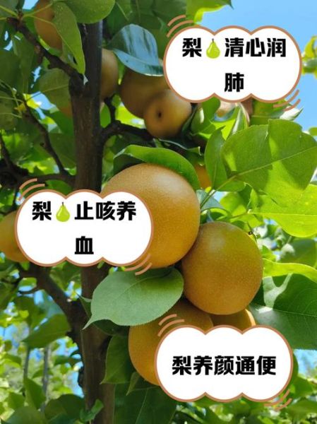 女人吃梨的好处_梨对女性的功效与作用-第1张图片-山城妙识