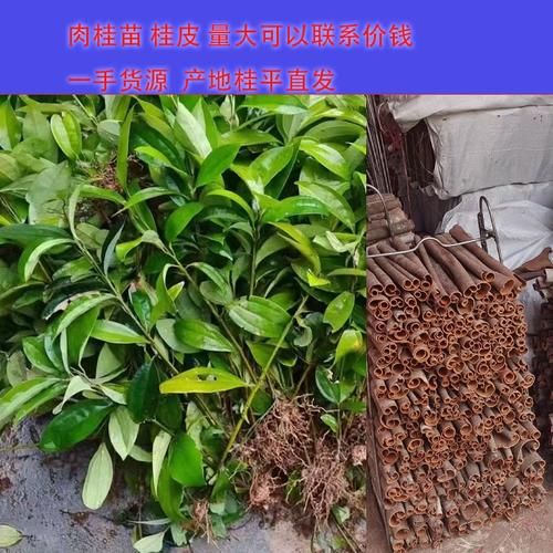 玉桂树图片_如何辨别真假玉桂树-第2张图片-山城妙识 玉桂树图片_如何辨别真假玉桂树-第2张图片-山城妙识