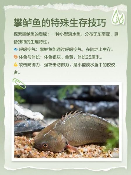 攀鲈鱼吃什么食物_攀鲈鱼人工饲养喂什么-第1张图片-山城妙识 攀鲈鱼吃什么食物_攀鲈鱼人工饲养喂什么-第1张图片-山城妙识