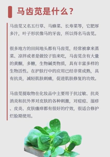 马齿苋对皮肤的功效与作用_马齿苋能修复敏感肌吗-第1张图片-山城妙识