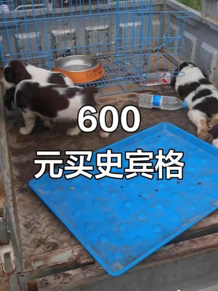 史宾格犬多少钱一只_史宾格犬价格影响因素-第1张图片-山城妙识