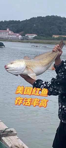 美国红鱼怎么钓_美国红鱼营养价值-第1张图片-山城妙识 美国红鱼怎么钓_美国红鱼营养价值-第1张图片-山城妙识