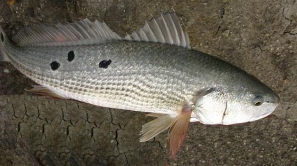 美国红鱼怎么钓_美国红鱼营养价值-第2张图片-山城妙识 美国红鱼怎么钓_美国红鱼营养价值-第2张图片-山城妙识