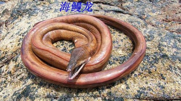 海鳗龙是什么_海鳗龙和鳗鱼区别-第3张图片-山城妙识