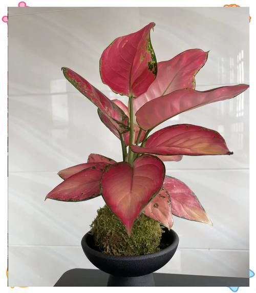 十大吉利花有哪些_如何挑选开运花卉-第1张图片-山城妙识