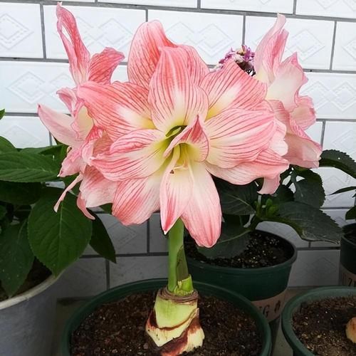 十大吉利花有哪些_如何挑选开运花卉-第3张图片-山城妙识