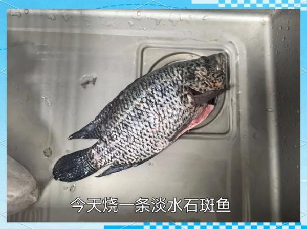 石斑鱼怎么处理干净_石斑鱼去腥技巧-第1张图片-山城妙识