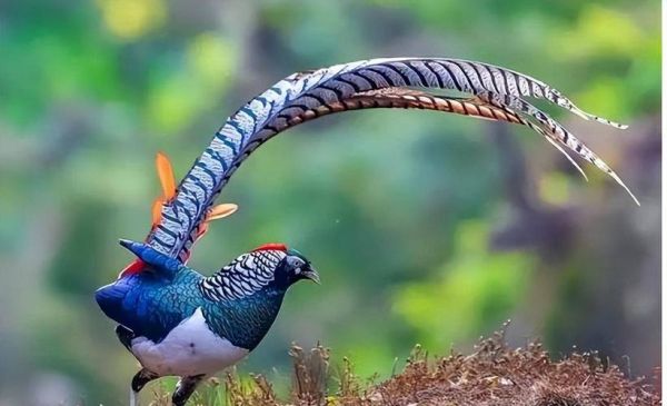 野鸡是什么_野鸡和家鸡的区别-第1张图片-山城妙识