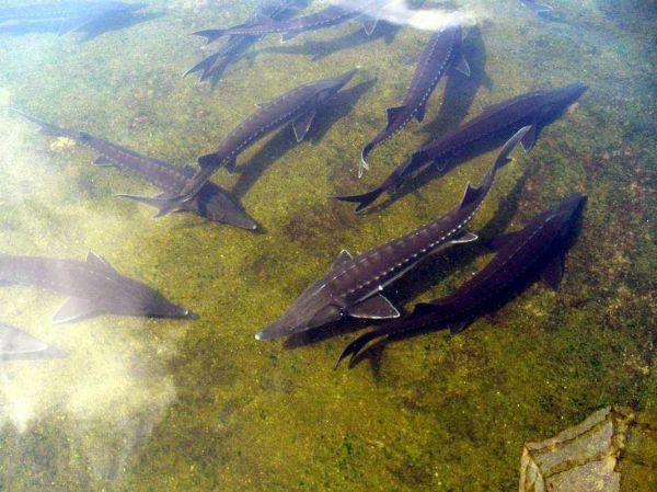 中华鲟鱼图片大全大图_高清细节哪里找-第2张图片-山城妙识 中华鲟鱼图片大全大图_高清细节哪里找-第2张图片-山城妙识