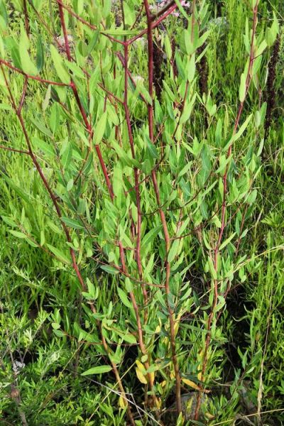 罗布麻长什么样_罗布麻植物图片特征-第1张图片-山城妙识