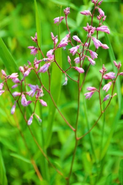罗布麻长什么样_罗布麻植物图片特征-第3张图片-山城妙识