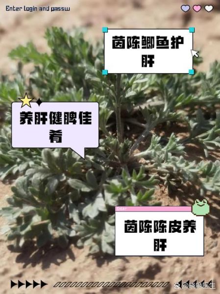 茵陈和什么搭配最好_茵陈十大最佳搭配-第1张图片-山城妙识