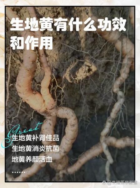 地黄的功效与作用_地黄主治哪些疾病-第1张图片-山城妙识