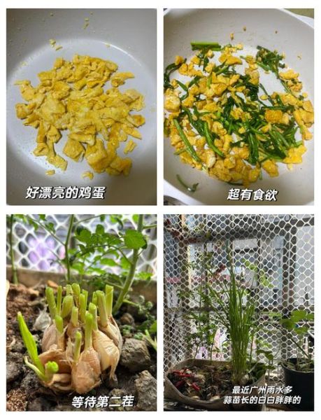 蒜苗炒鸡蛋的营养价值_蒜苗炒鸡蛋有什么作用-第3张图片-山城妙识