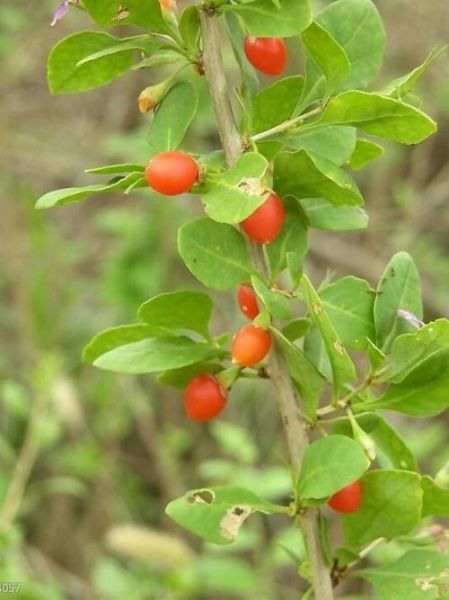 地骨皮别名有哪些_地骨皮和枸杞根区别-第2张图片-山城妙识