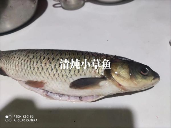 清炖草鱼的做法_草鱼怎么炖汤不腥-第1张图片-山城妙识 清炖草鱼的做法_草鱼怎么炖汤不腥-第1张图片-山城妙识