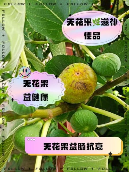 吃无花果有什么好处_无花果的功效与作用-第2张图片-山城妙识